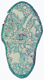 Anatomie rostlin základní